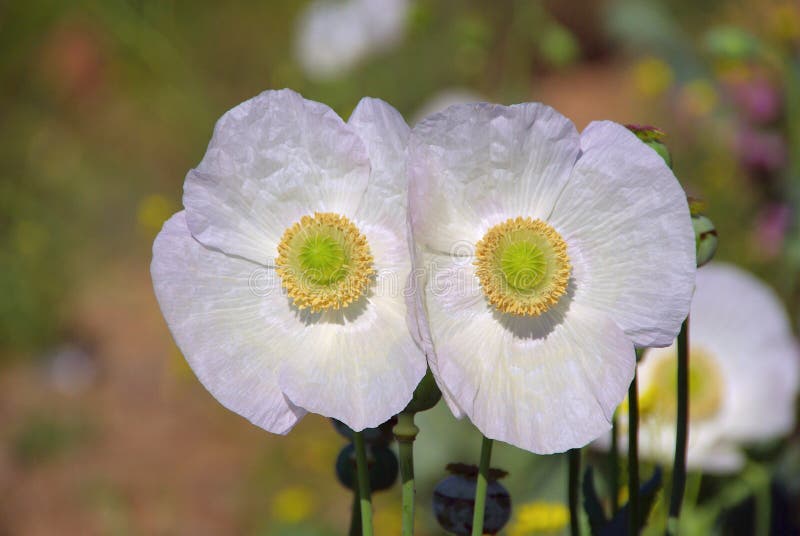 India, Bijaipur: Opium Poppy Field Stock Photo - Image of rajasthan ...
