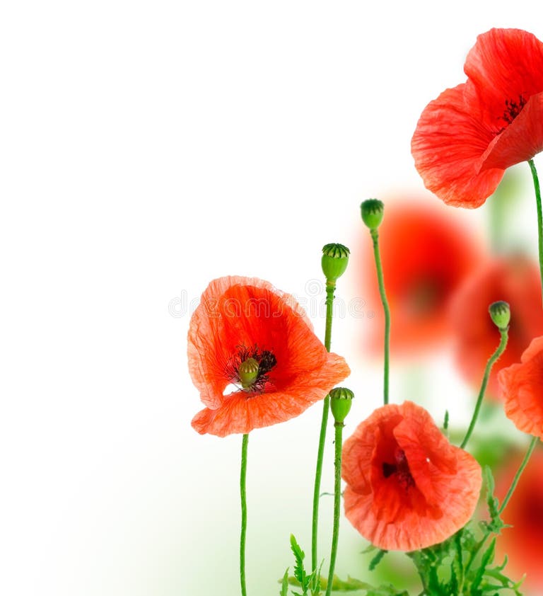 435 Poppy Corner Border Stock Photos - Free & Royalty-Free Stock Photos ...