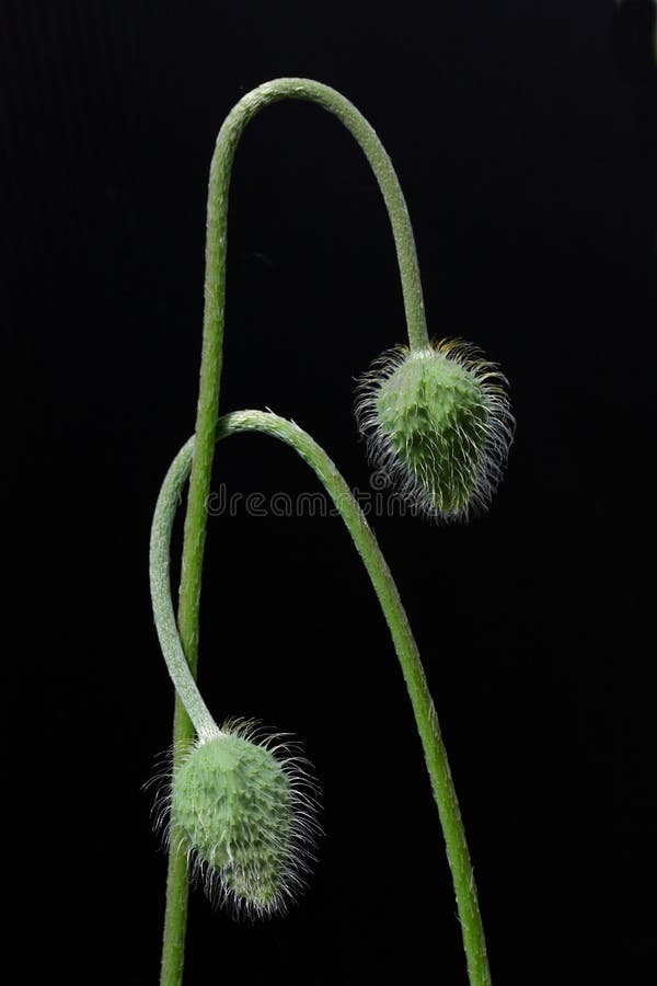Poppy stock photo. Image of isolated, flora, together - 14481774