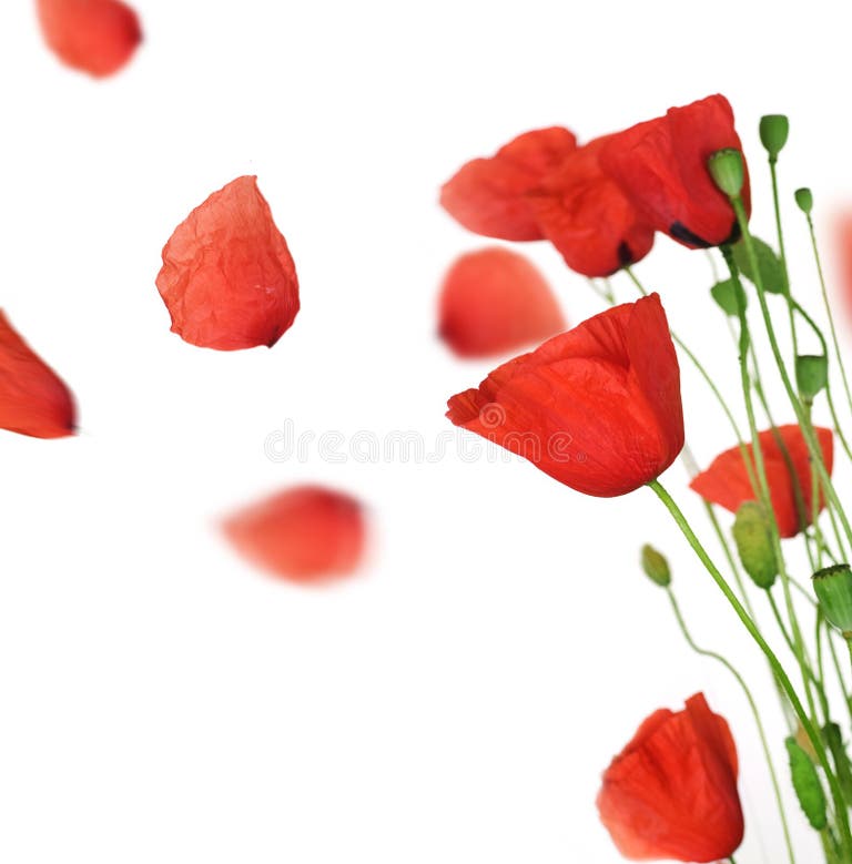 425 Poppy Corner Border Stock Photos - Free & Royalty-Free Stock Photos ...