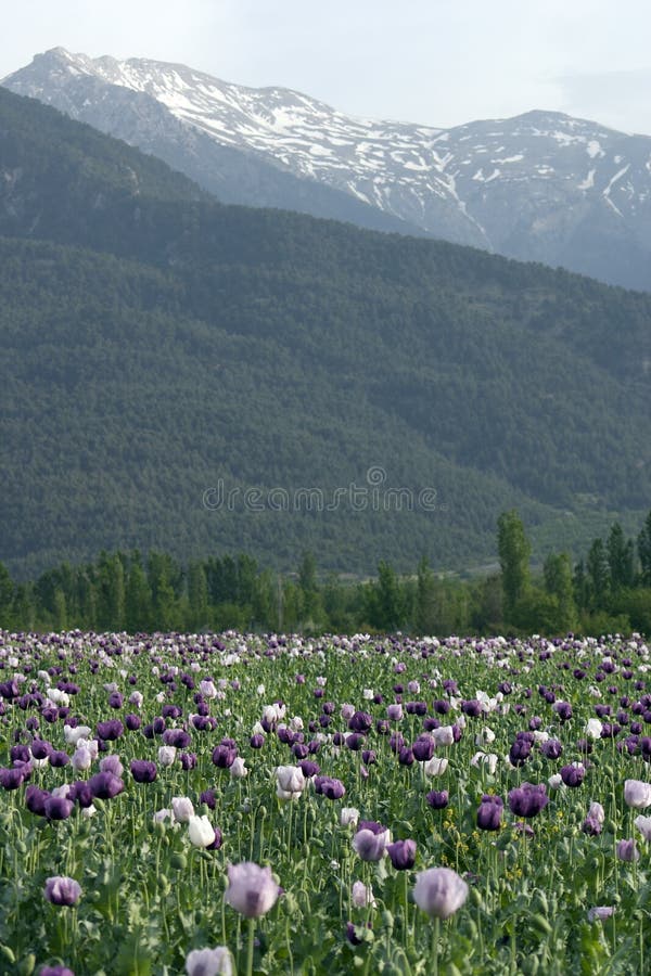 Poppy stock photo. Image of tree, spring, nature, snow - 15013640