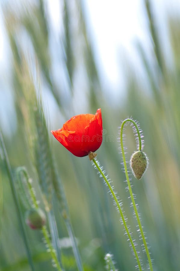 Poppy stock image. Image of close, soft, grass, plant - 15325847