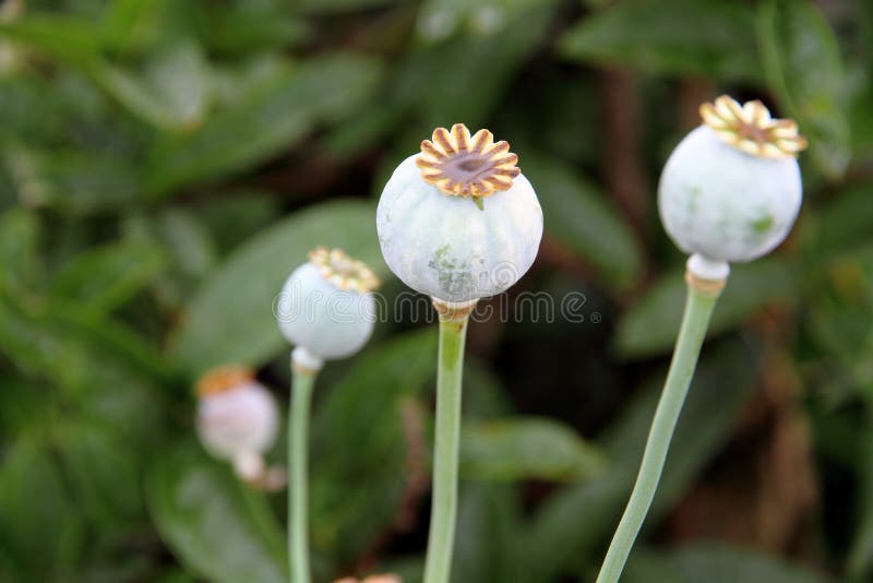 Poppy stock image. Image of colour, opiate, wild, drug - 15454361