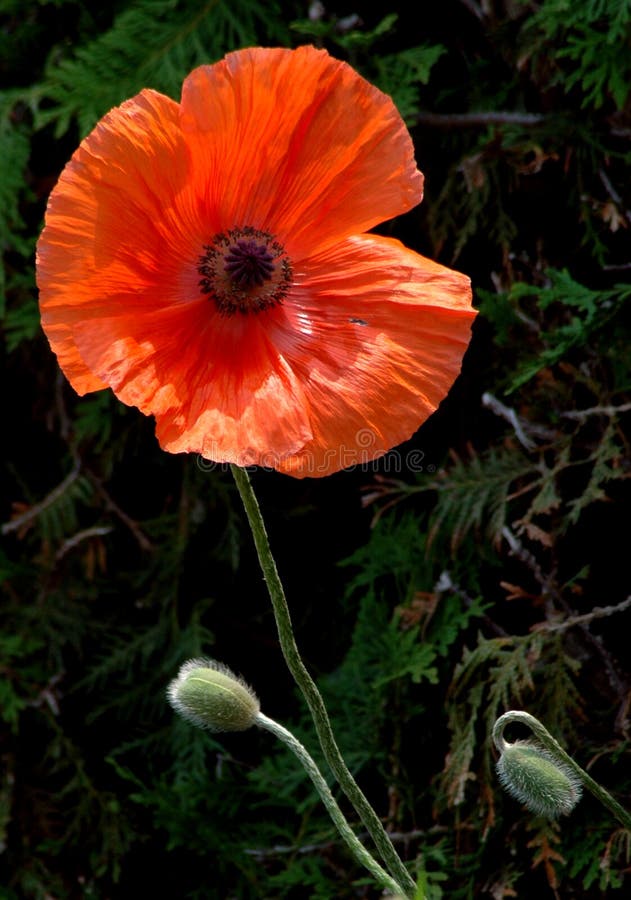 Poppy stock image. Image of oriental, blooming, poppy, bloom - 167807