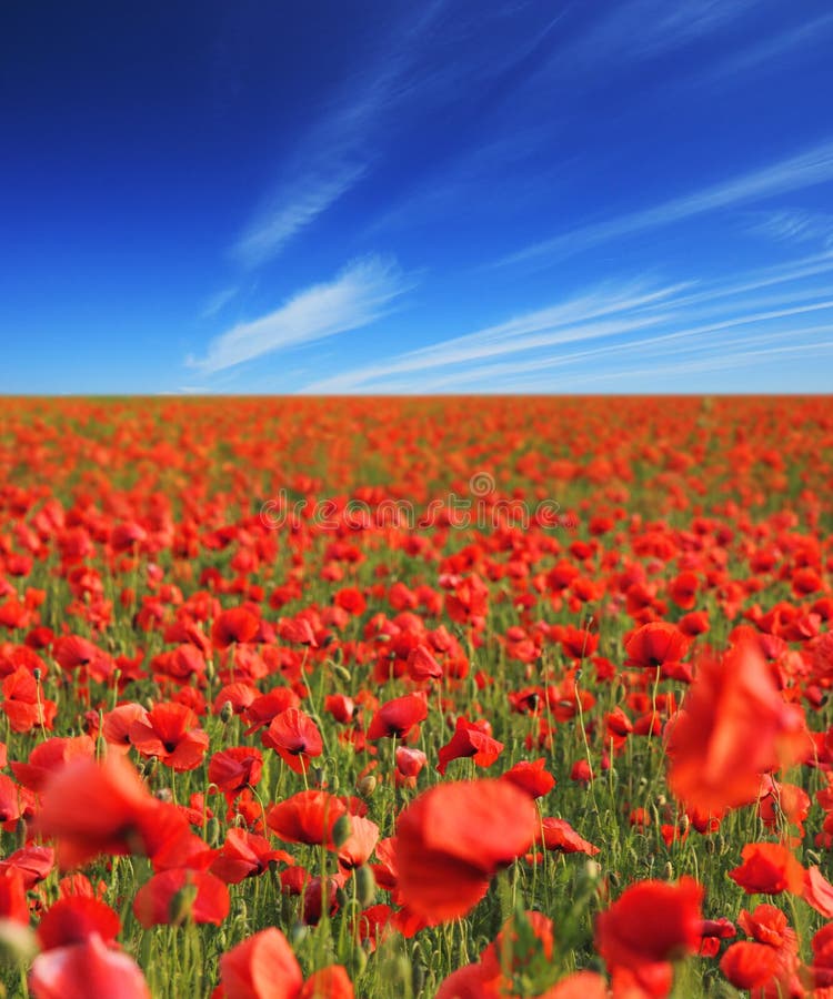 Red poppy field at stock image. Image of quiet, rest - 32657061