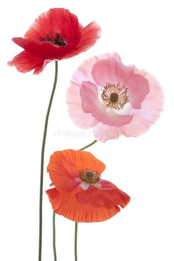 Poppy stock image. Image of love, head, design, deep - 39797791