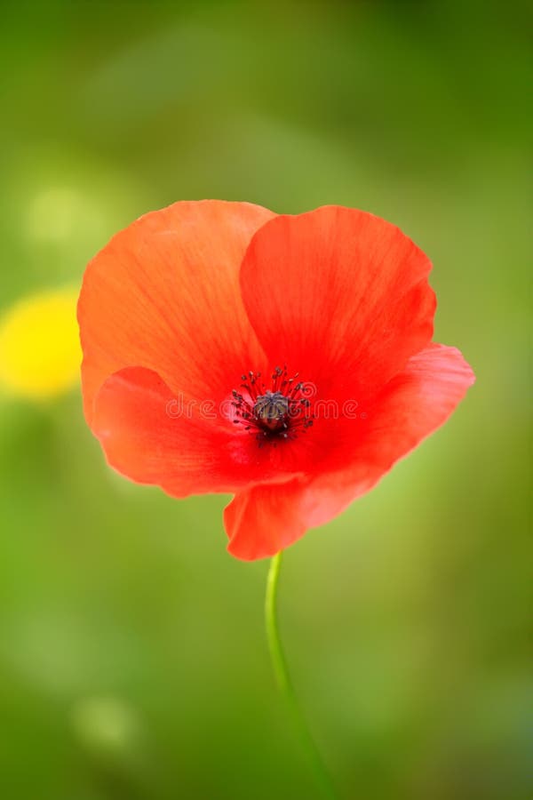 Poppy stock image. Image of poppy, grass, single, idyllic - 25342035