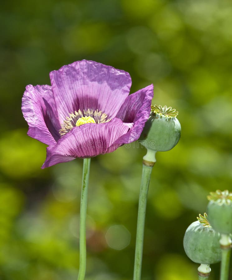Poppy stock image. Image of arrangement, head, closeup - 25614209