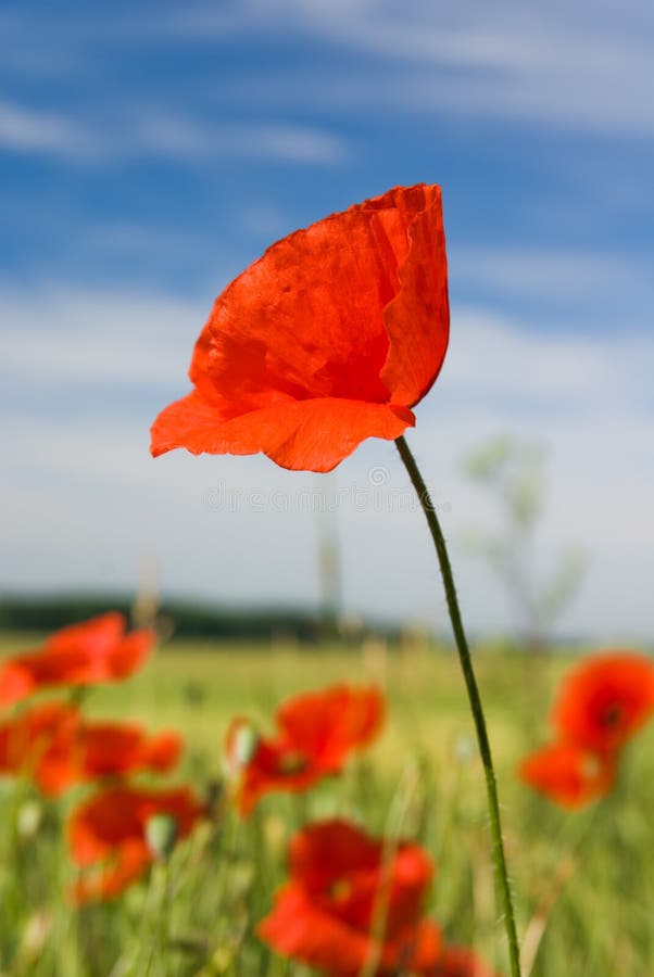 Poppy stock image. Image of smell, dream, blue, field - 2618461