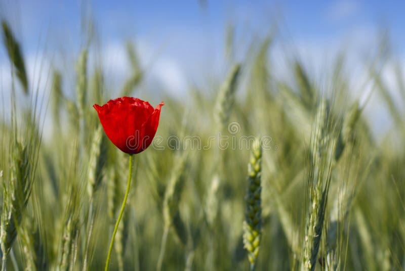 Poppy stock image. Image of clouds, poppy, sunny, soft - 27902897