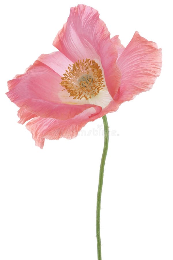 Poppy stock image. Image of love, head, design, deep - 39797791