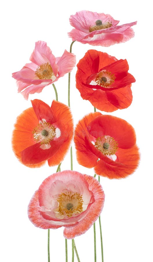 18,301 Pink Poppy Photos - Free & Royalty-Free Stock Photos from Dreamstime