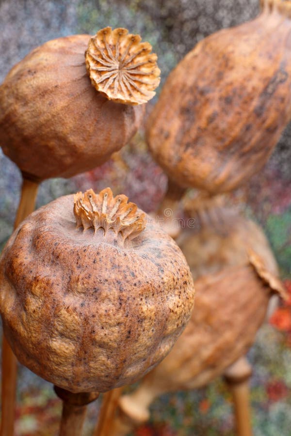 Poppy seed pods stock photo. Image of detail, pods, heads - 6245782