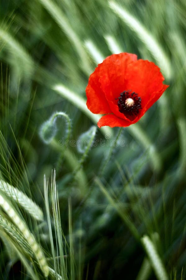 Poppy stock image. Image of plant, wheat, beauty, nature - 3481229