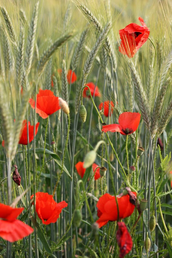 Poppy #4 stock photo. Image of field, spring, color, poppy - 5255080