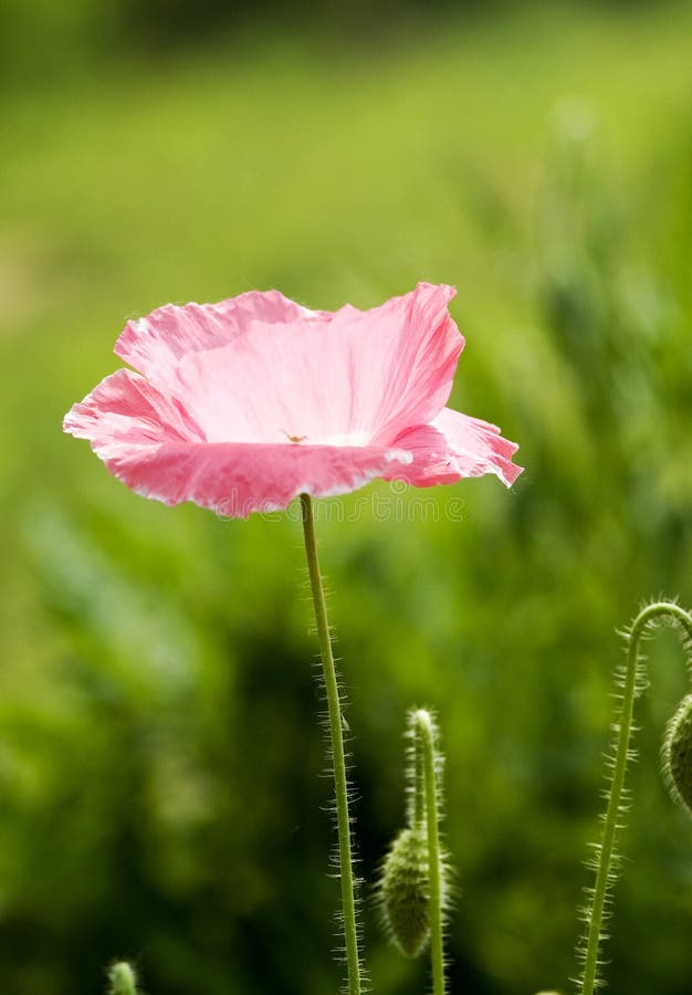 Poppy Picture. Image: 5052082