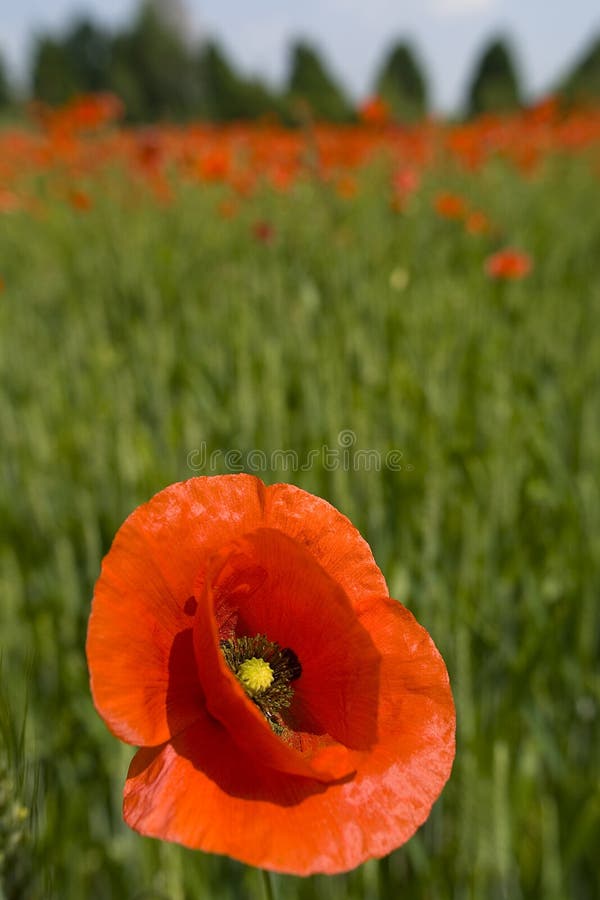 Poppy stock image. Image of empty, agriculture, flora - 5209049