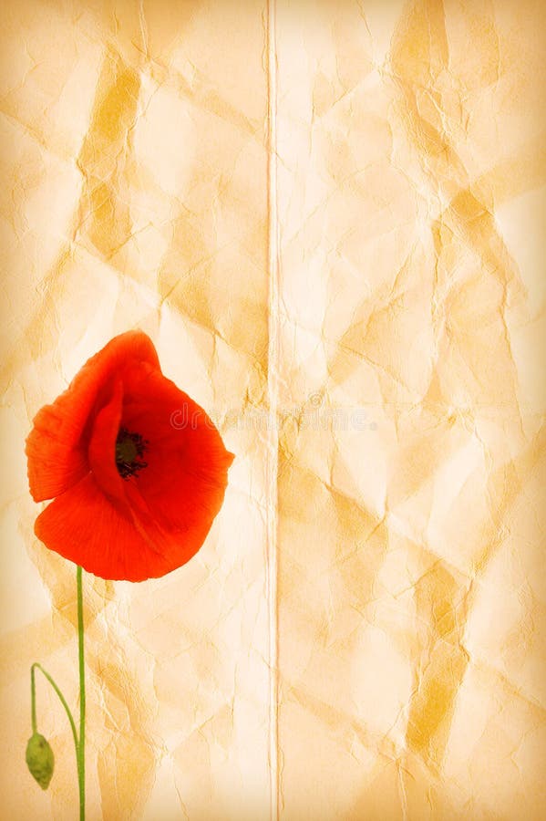 Poppy stock photo. Image of rusty, concept, petal, growing - 5354764