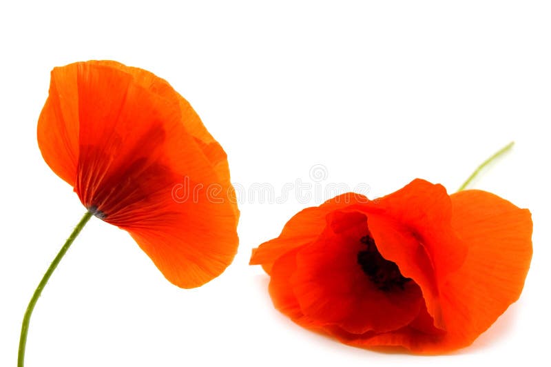 Poppy stock photo. Image of floral, single, petal, caps - 5497914