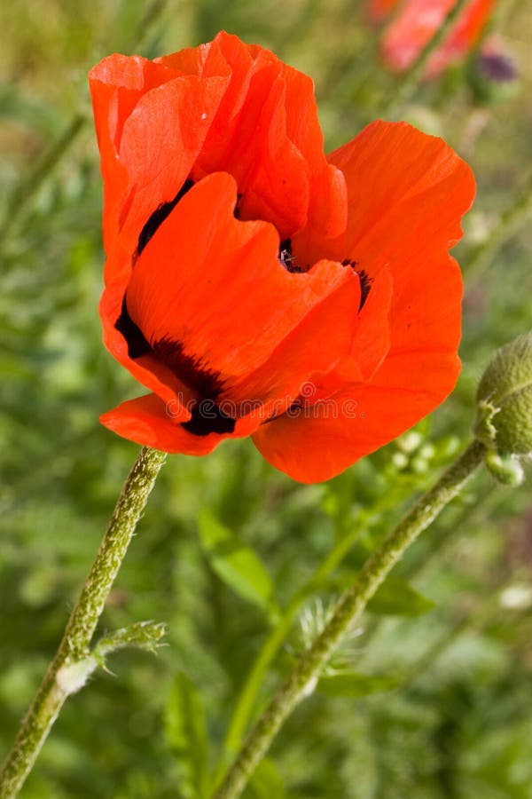 Thistle stock photo. Image of purple, plants, landscape - 806066
