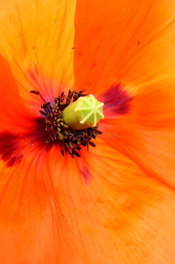 Poppy stock photo. Image of blossom, bloom, botany, closeup - 589618