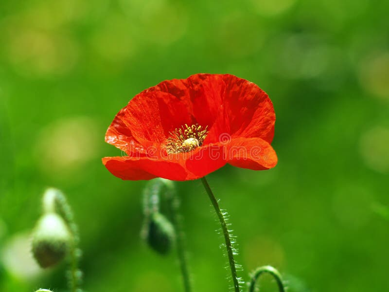 Poppy stock image. Image of blooming, life, background - 7774765