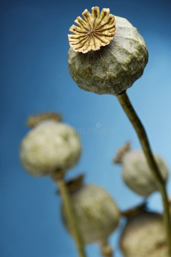 Poppy pod - Poppy head stock image. Image of plant, head - 43964385