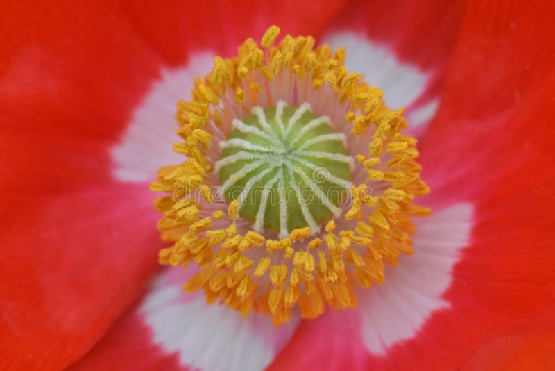 Poppy Anther Mandala 01 stock photo. Image of nature - 152191394