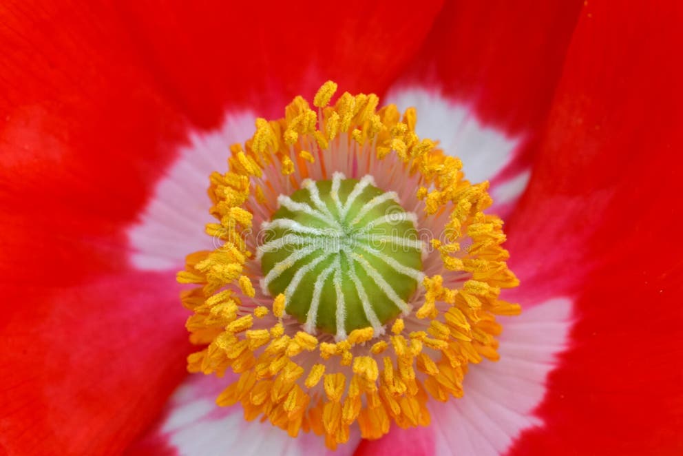 Yellow Poppy Anther Mandala 02 Stock Image - Image of white, petal ...