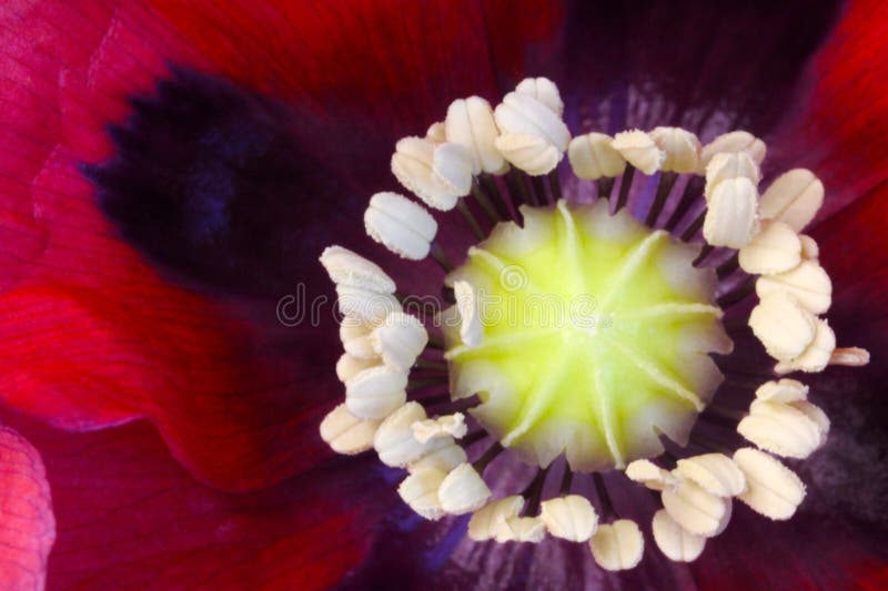 Poppy Anther Mandala 05 stock photo. Image of wildflower - 345188916