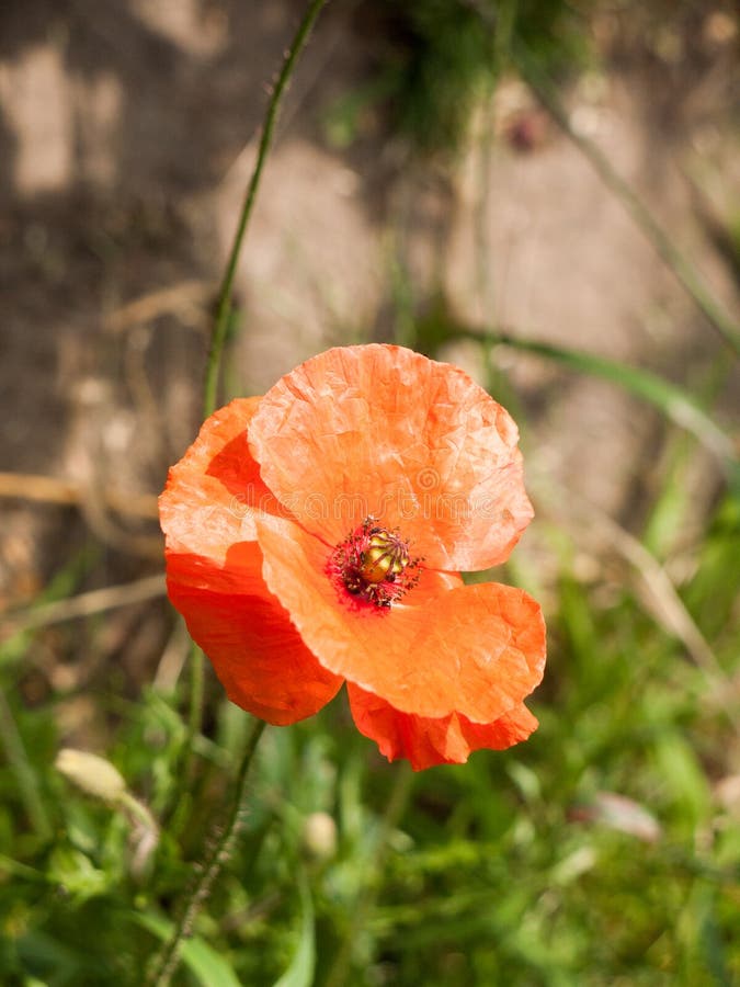 Poppy in a Backyard Outside Stock Image - Image of freshness, petals ...