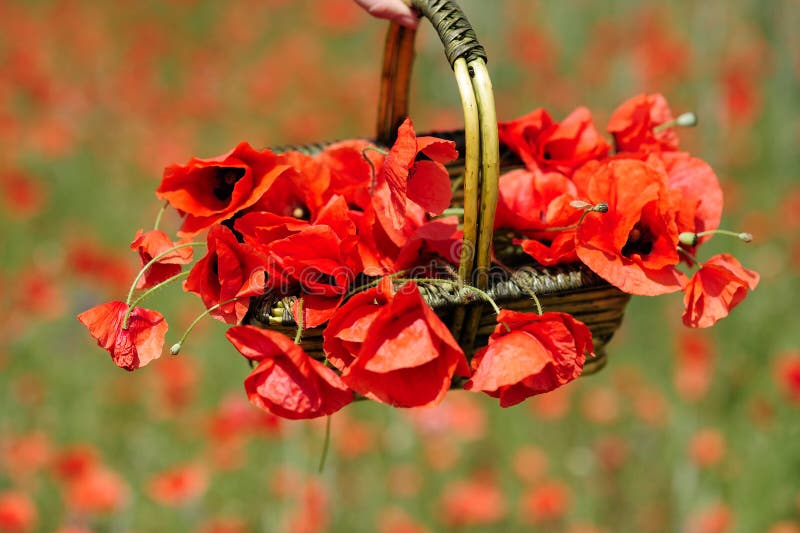 Poppy in Basket with Poppy Field Blurred Stock Image - Image of beauty ...