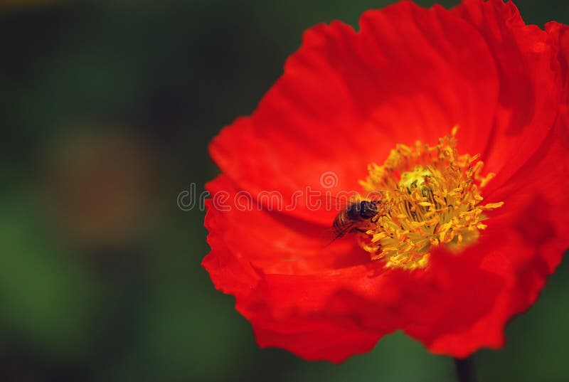 Poppy and bee stock photo. Image of opium, morning, pollen - 4672074