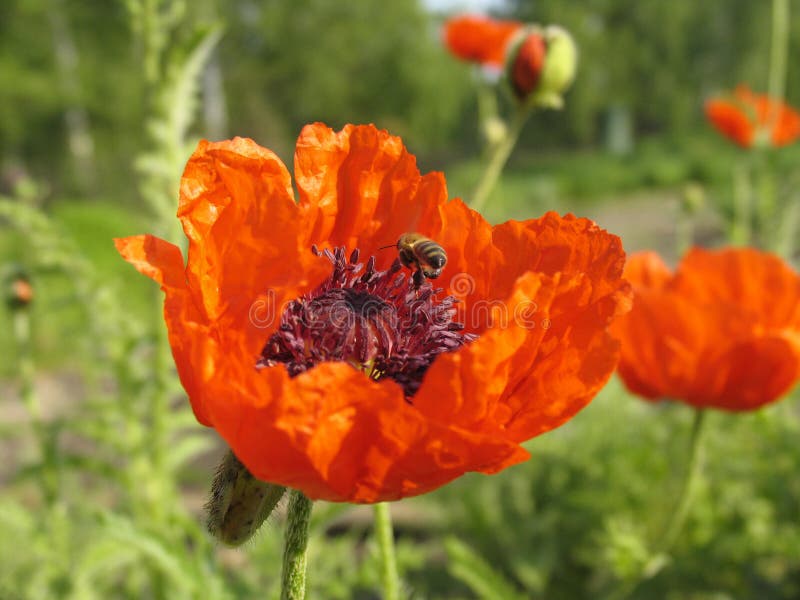 Poppy and the bee. stock image. Image of pollinating, bloom - 70123