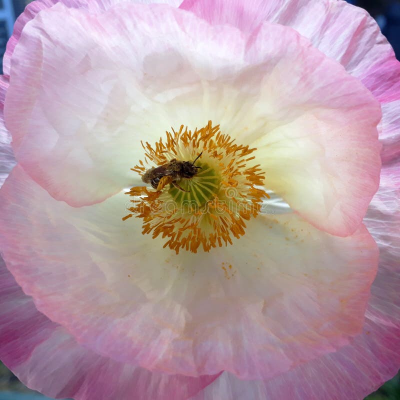 Flanders Poppy Bee Forage 01 Stock Image - Image of plant, petaled ...