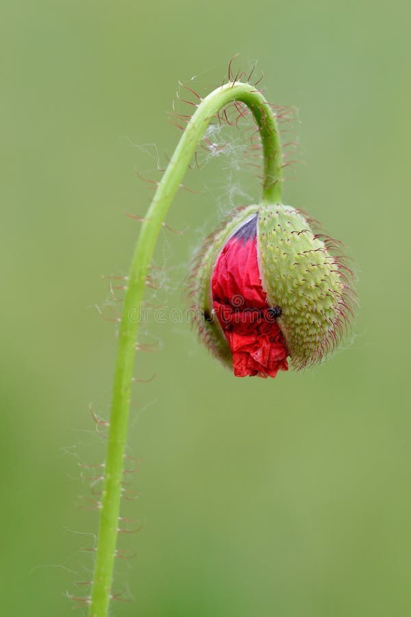 Poppy stock image. Image of field, stem, spines, edge - 94527995