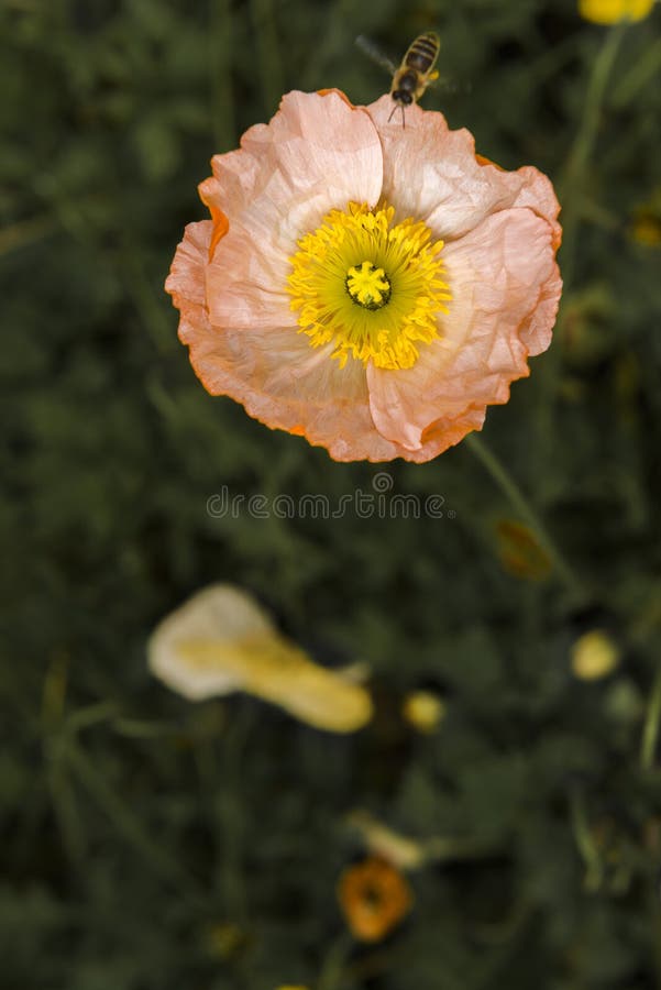 Poppy bee stock image. Image of plant, bloom, blossom - 51526687