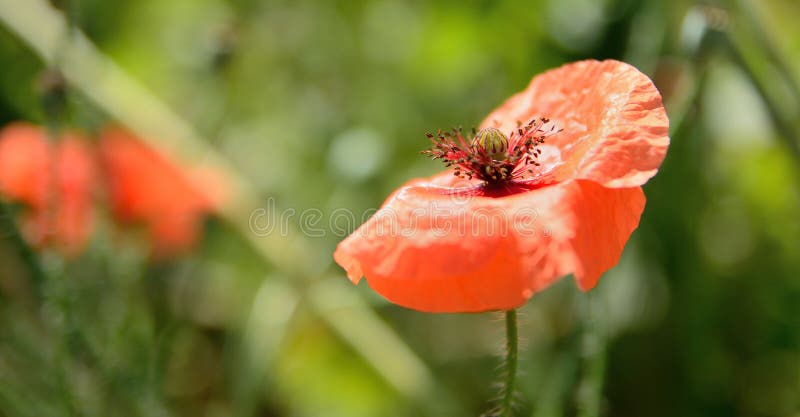 Poppy bloom stock image. Image of poppy, detail, agriculture - 32764167