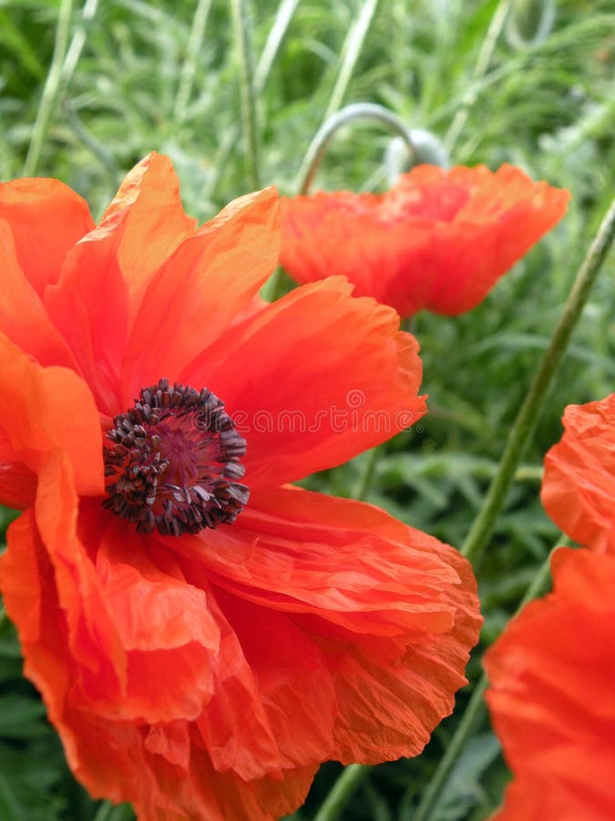 Poppy blooms stock image. Image of poppy, flowering, nature - 40643909