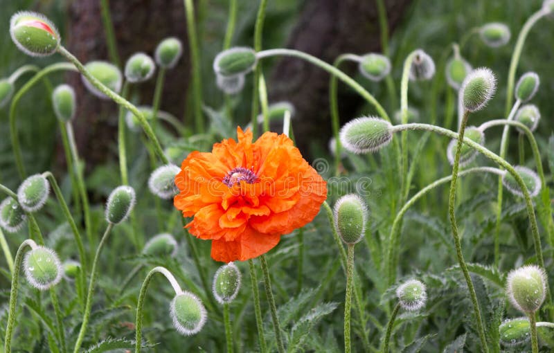 The Poppy Blooms in Spring, in May, Near the House Stock Image - Image ...
