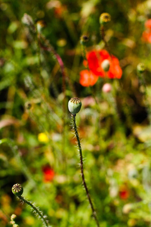 Poppy box stock photo. Image of petal, beauty, agriculture - 63544214