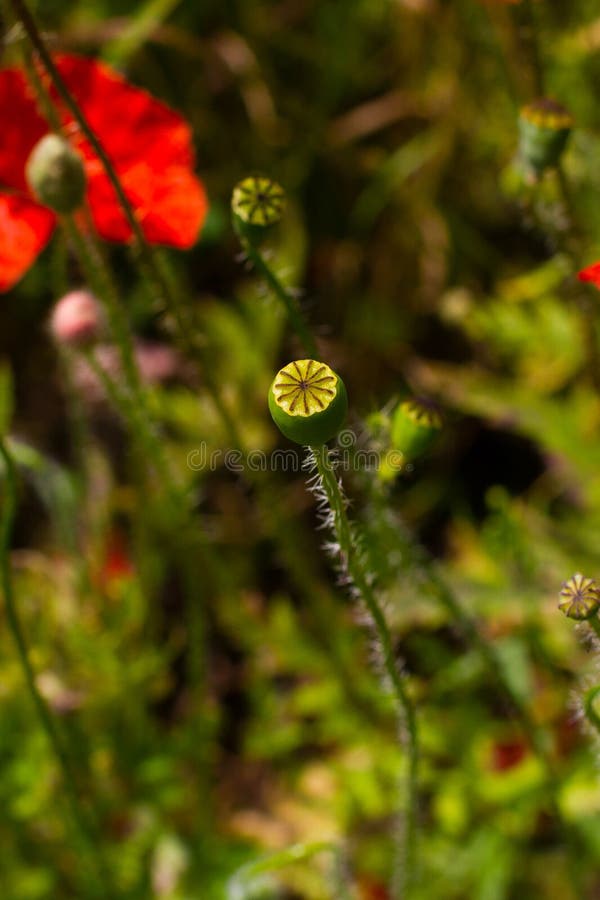 Poppy box stock image. Image of color, petal, green, outdoor - 63385383