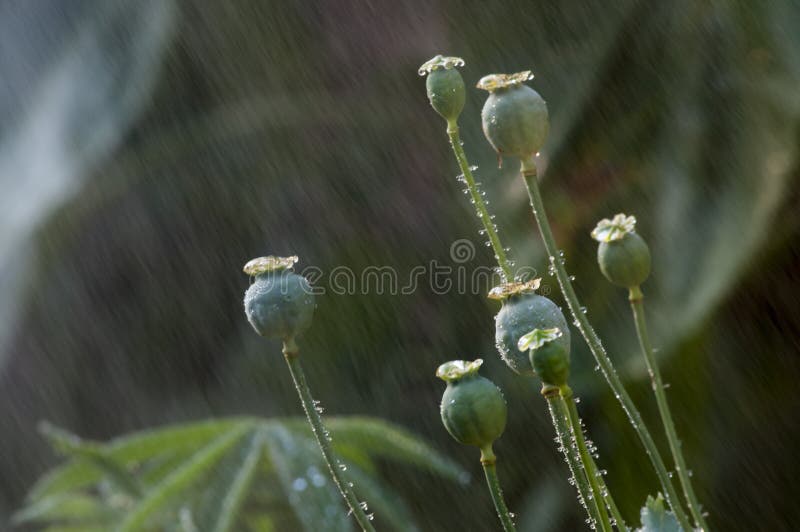 Poppy box stock image. Image of plant, herb, green, ingredient - 33480241