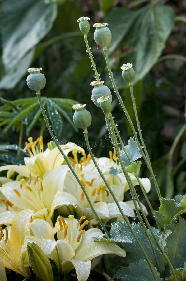 Poppy box stock image. Image of floral, plant, head, herb - 33480429