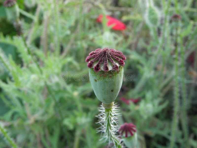 Poppy box stock photo. Image of uncommonly, stamen, crimson - 40982666