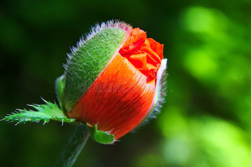 Poppy Bud stock photo. Image of green, blooming, natural - 19707554