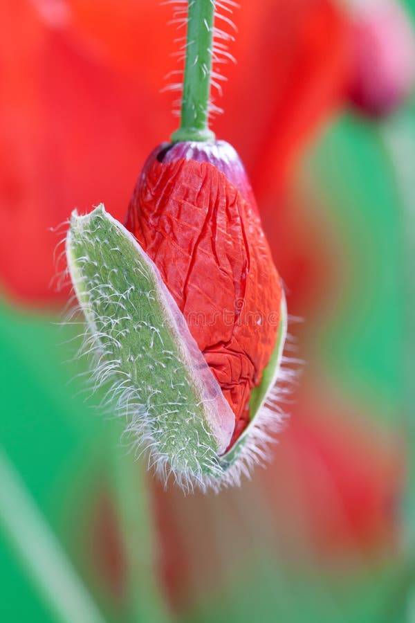 Poppy Bud stock image. Image of outdoors, plant, deep - 25964993