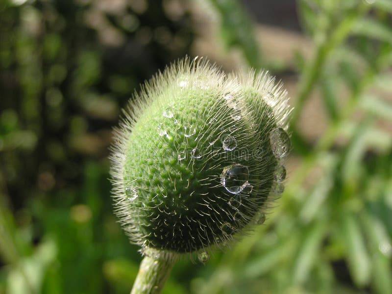 Poppy bud stock photo. Image of growth, plants, papaver - 530430