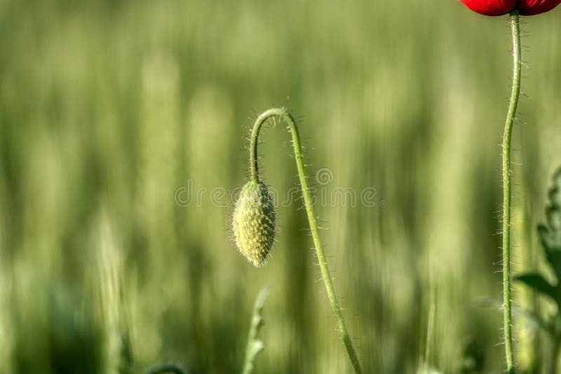 Poppy Bud in His Prime. the Flower is Odorless Stock Image - Image of ...