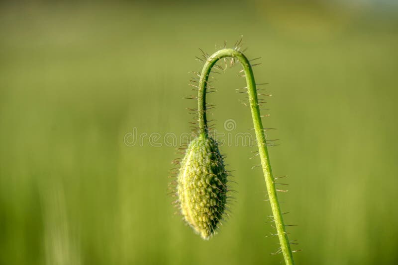 Poppy Bud in His Prime. the Flower is Odorless Stock Photo - Image of ...